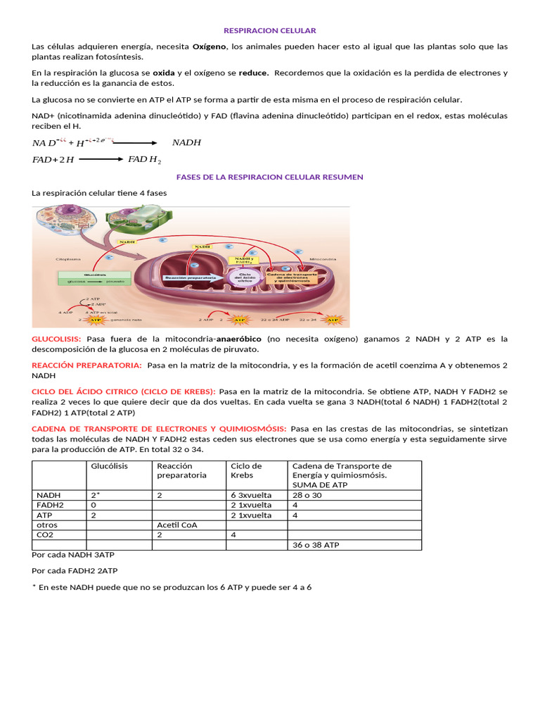 Resumen Biologia, Metabolismo, Respiración Celular y Ciclo Celular | PDF