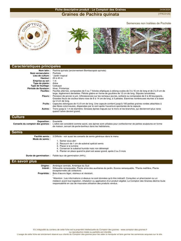 Graines de Pachira Quinata | PDF