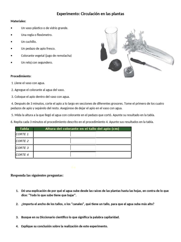 Experimento de 6 Circulacion en Plantas | PDF