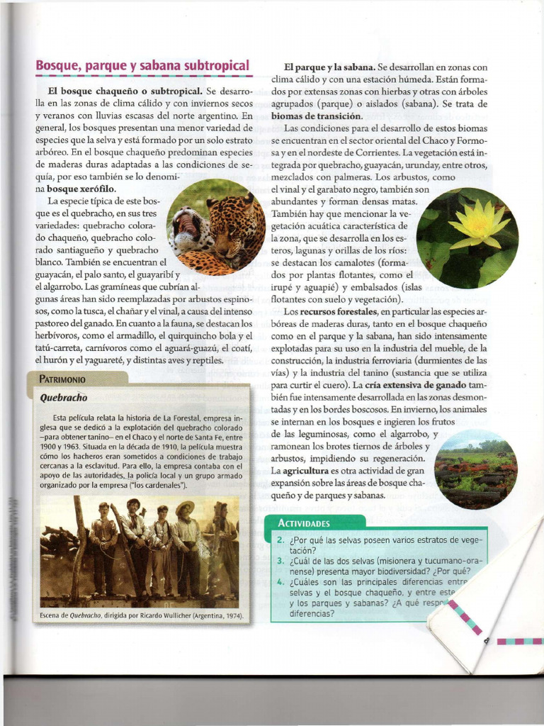 Juego 7 BIOMAS. 4 | PDF | Sabana