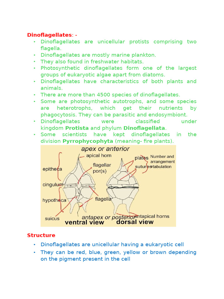 Notes of Dinoflagellates | PDF