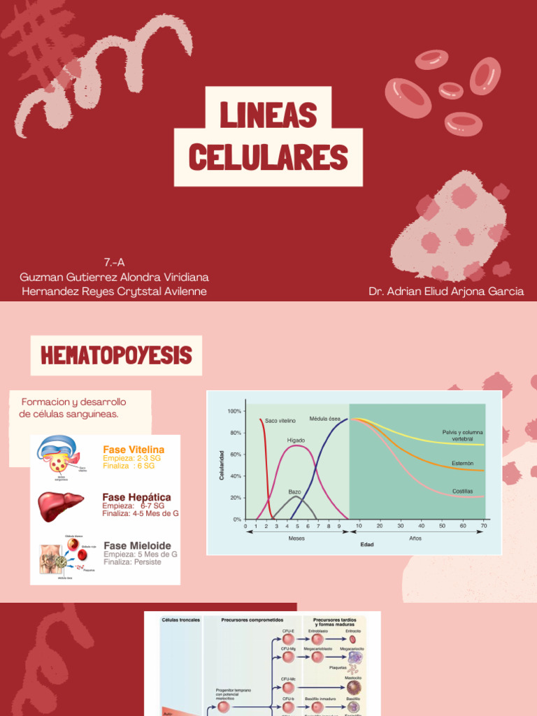 Lineas Celulares | PDF | Célula B | Linfocitos