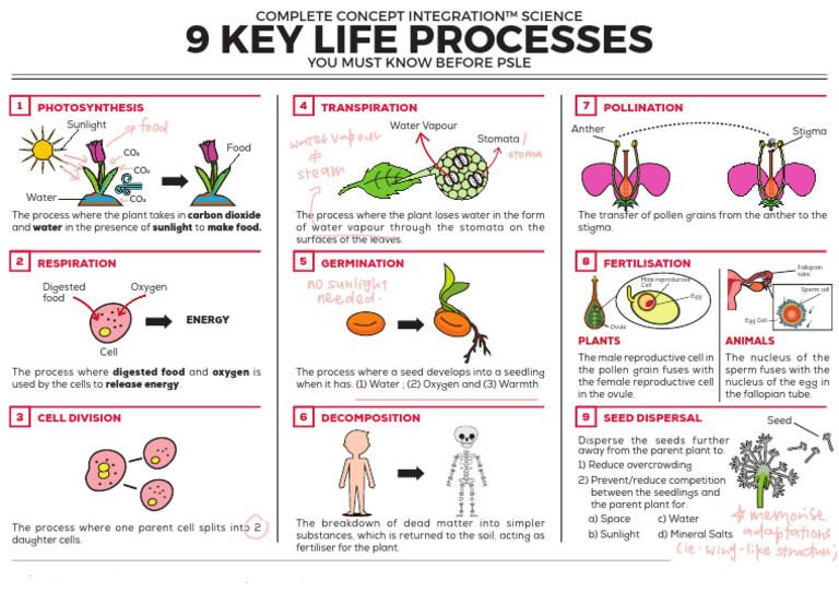Life Processes | PDF