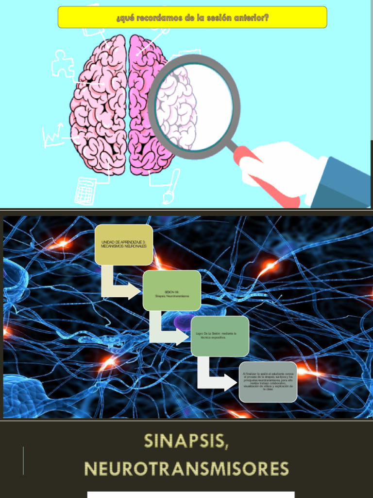 S08 - s1 Sinapsis y Neurotransmisores | PDF