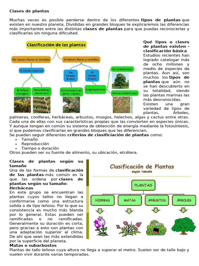 Clases de plantas | PDF