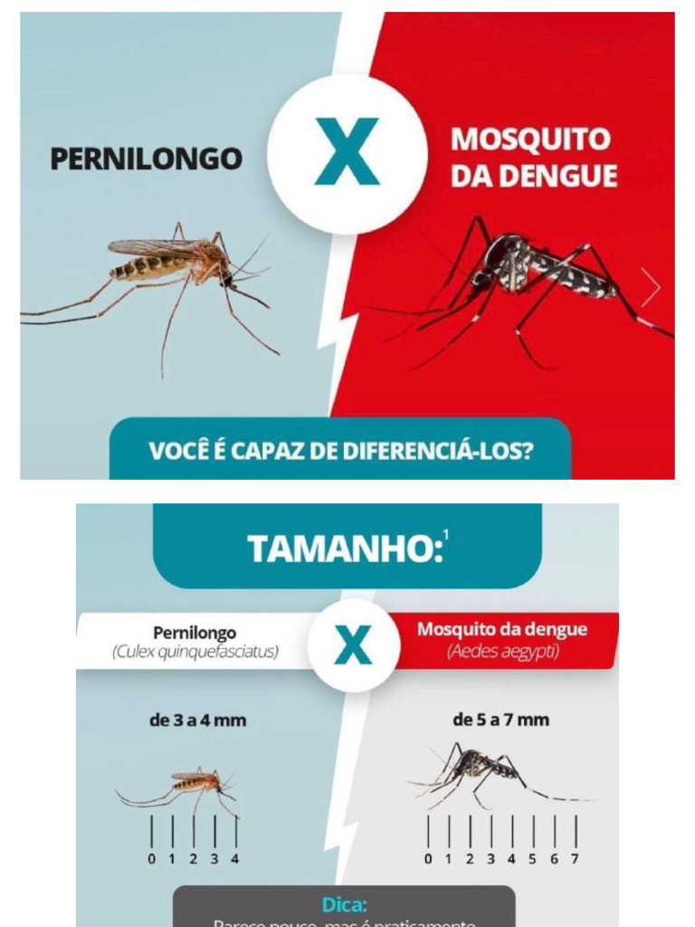 Informativo Dengue | PDF