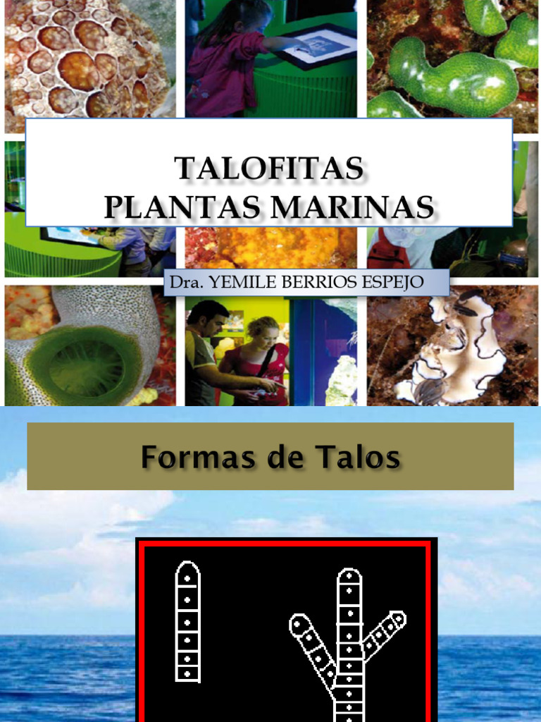 Tema 11 Talofitas - Algas 2024 | PDF
