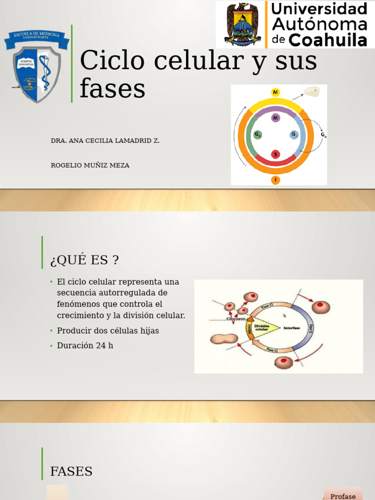 Ciclo Celular y Sus Fases | PDF