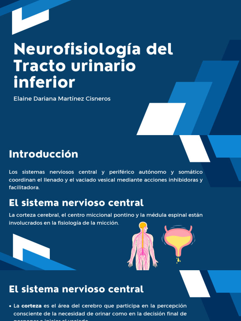 Neurofisiología Del Tracto Urinario Inferior PDF | PDF