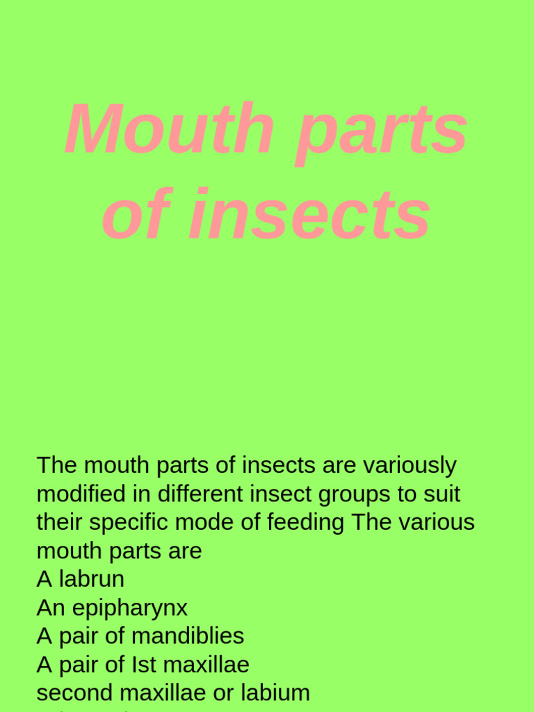 Insect Mouthparts: Types and Functions | PDF