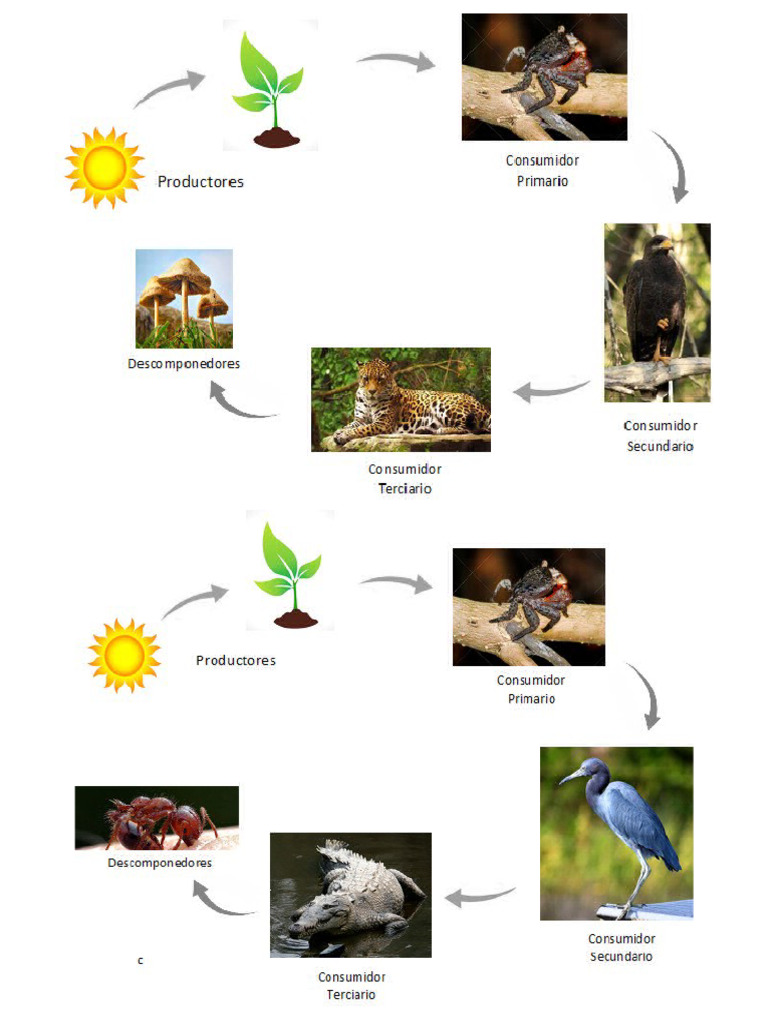 Cadenas y red alimenticias | PDF