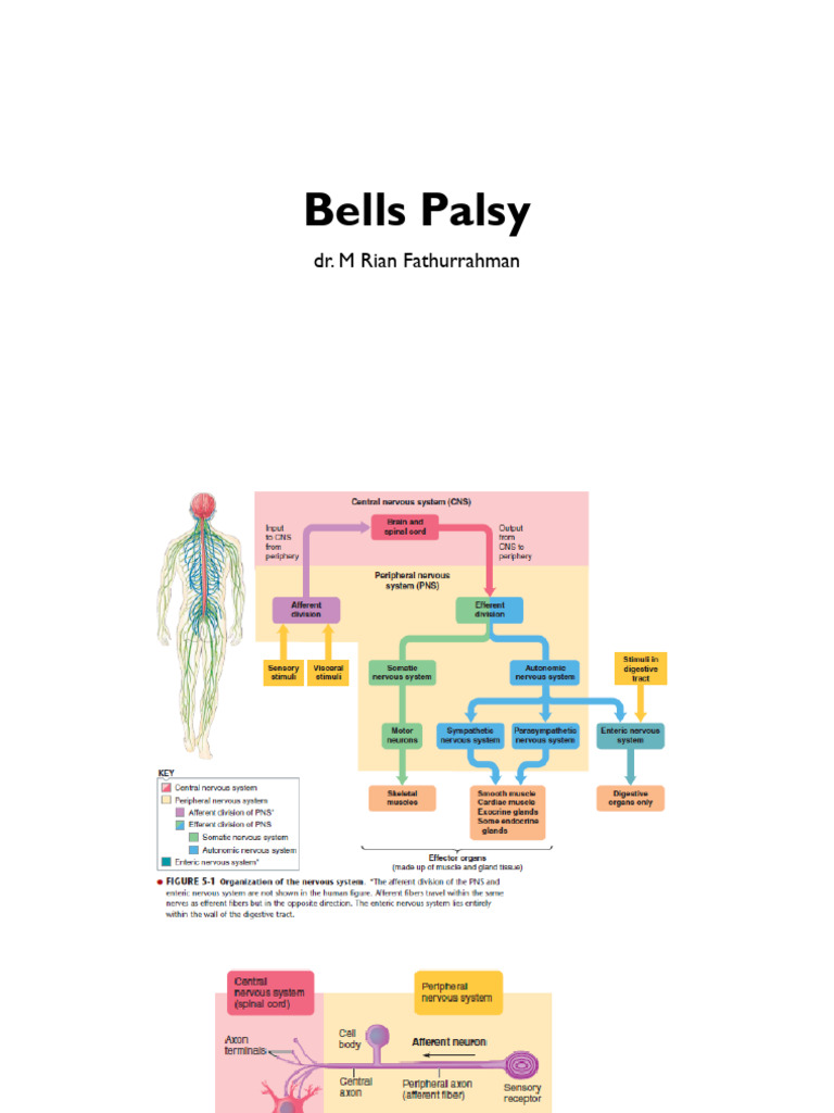 Soca Bells Palsy | PDF
