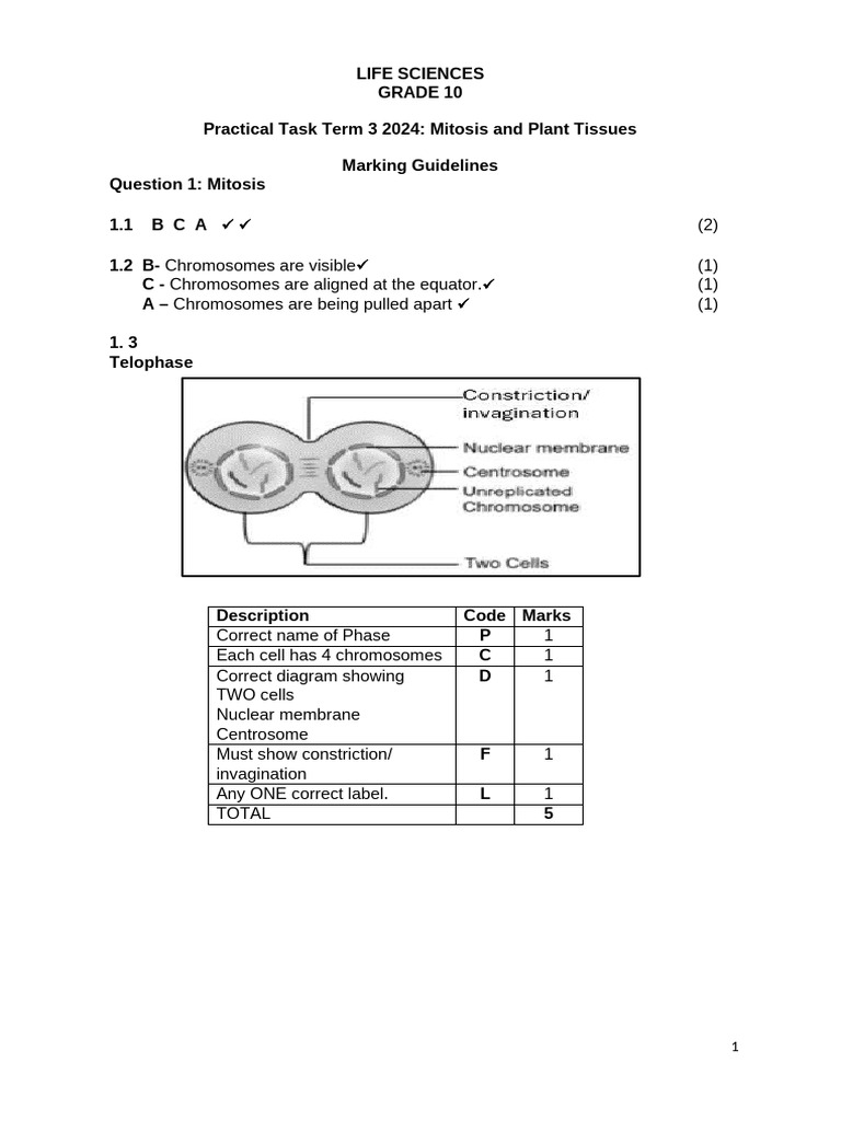 LFSC Gr10 Practical Term3 2024 Marking Guidelines 2024 Final | PDF | Mitosis | Medical Specialties