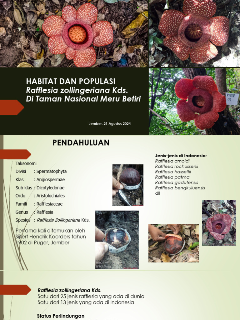 Habitat Dan Popl Rafflesia TNMB | PDF