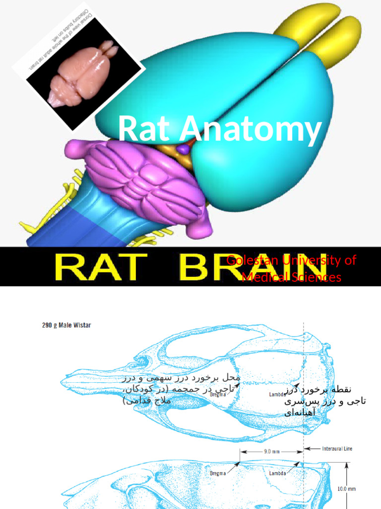 Rat Anatomy | PDF | Wellness | Science & Mathematics