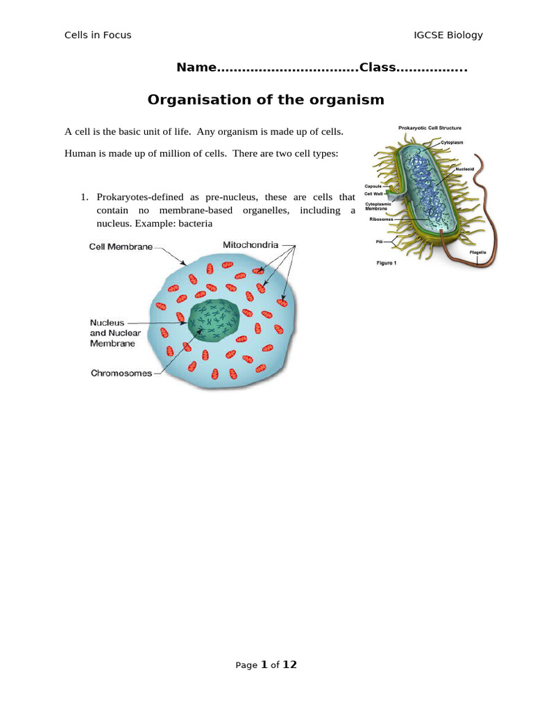 Cell Handout | PDF