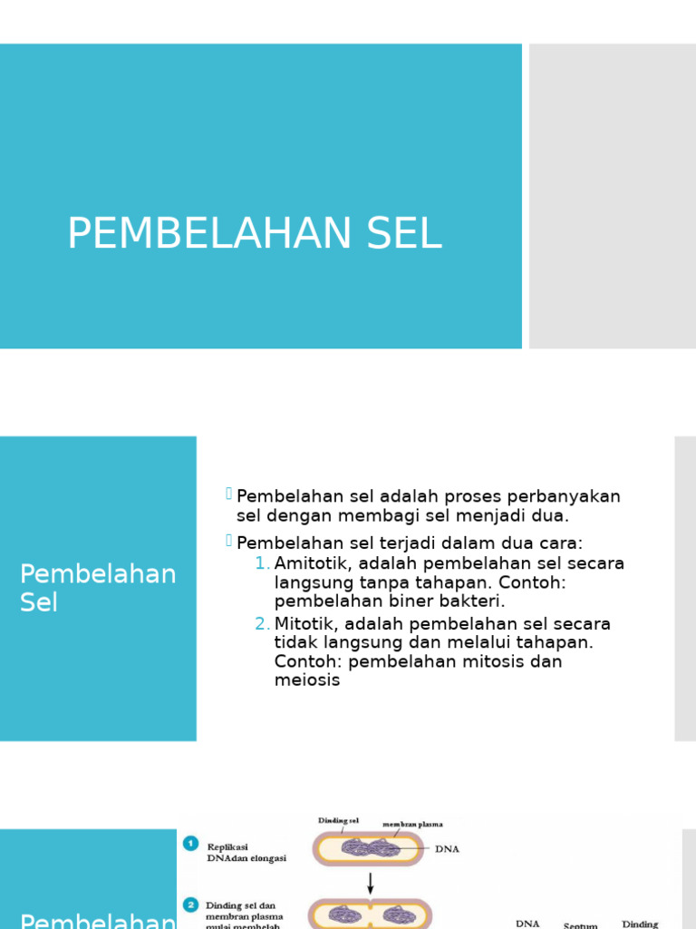 Pembelahan Sel | PDF