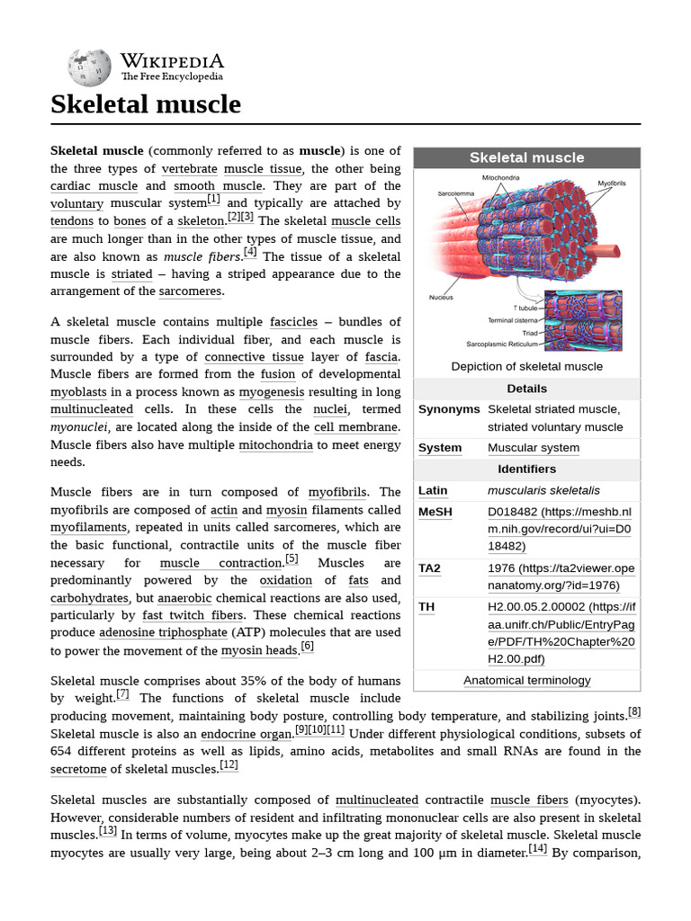 Skeletal Muscle | PDF | Skeletal Muscle | Muscle Contraction