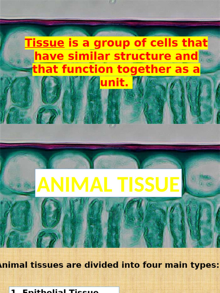 Plant and Animal Tissue-1 | PDF