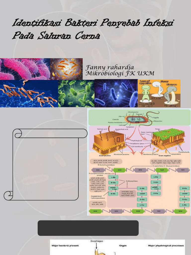 Identifikasi Mikroba Penyebab Infeksi Pada Saluran Cerna | PDF