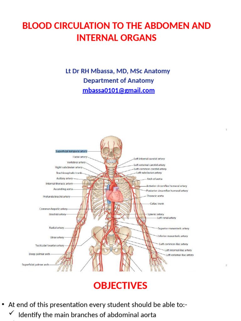 Blood Circulation To The Abdomen and Internal Organs | PDF