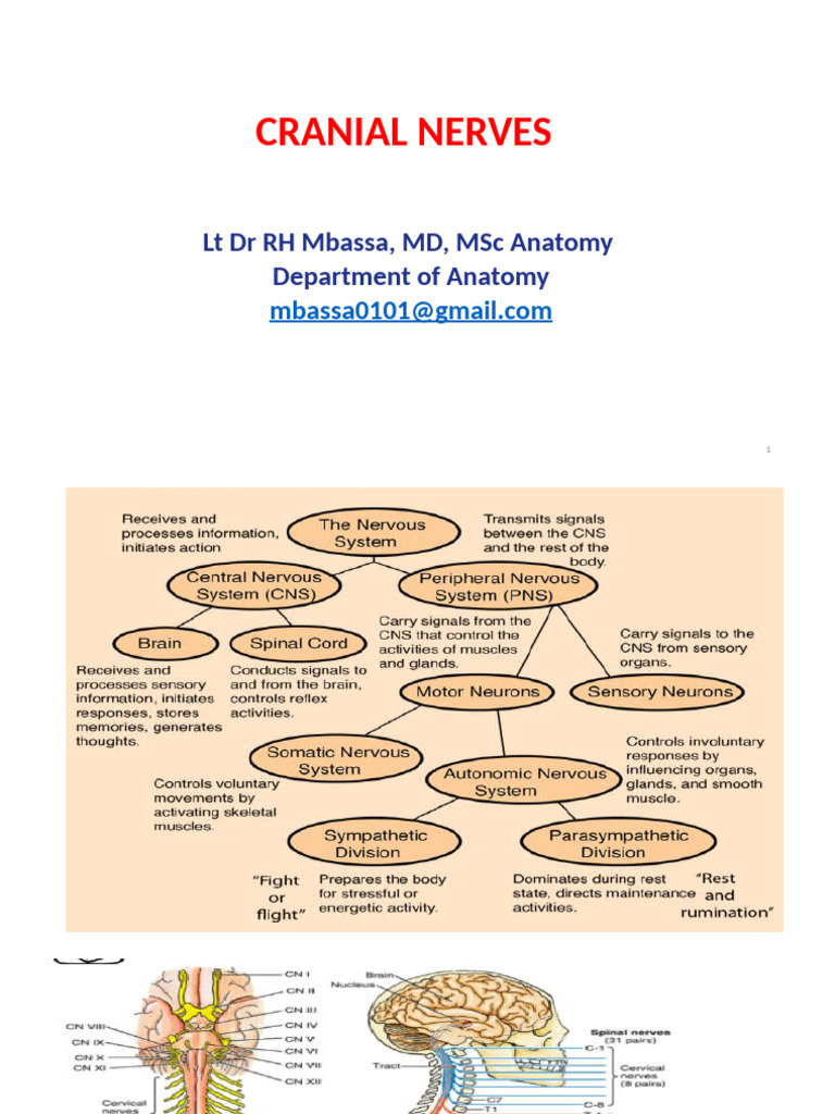 Cranial Nerves | PDF