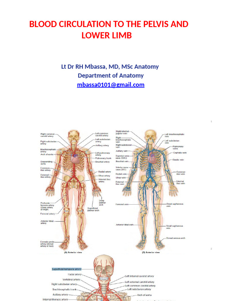 Blood Circulation To The Pelvis and Lower Limb | PDF