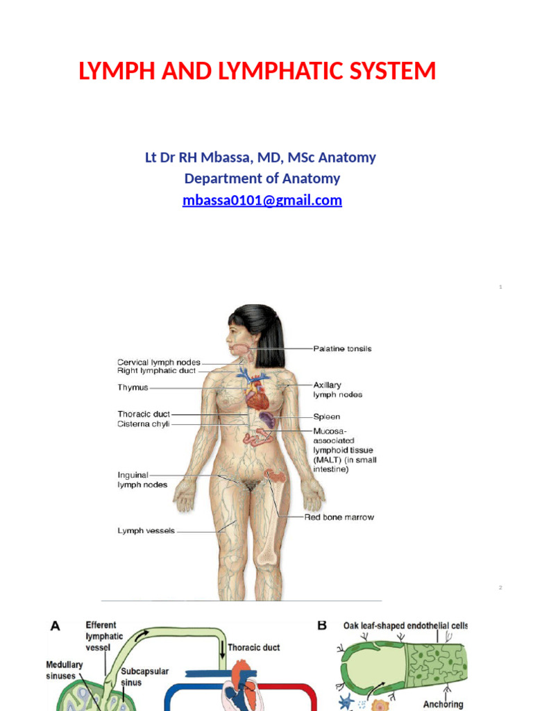 Lymph and Lymphatic System | PDF