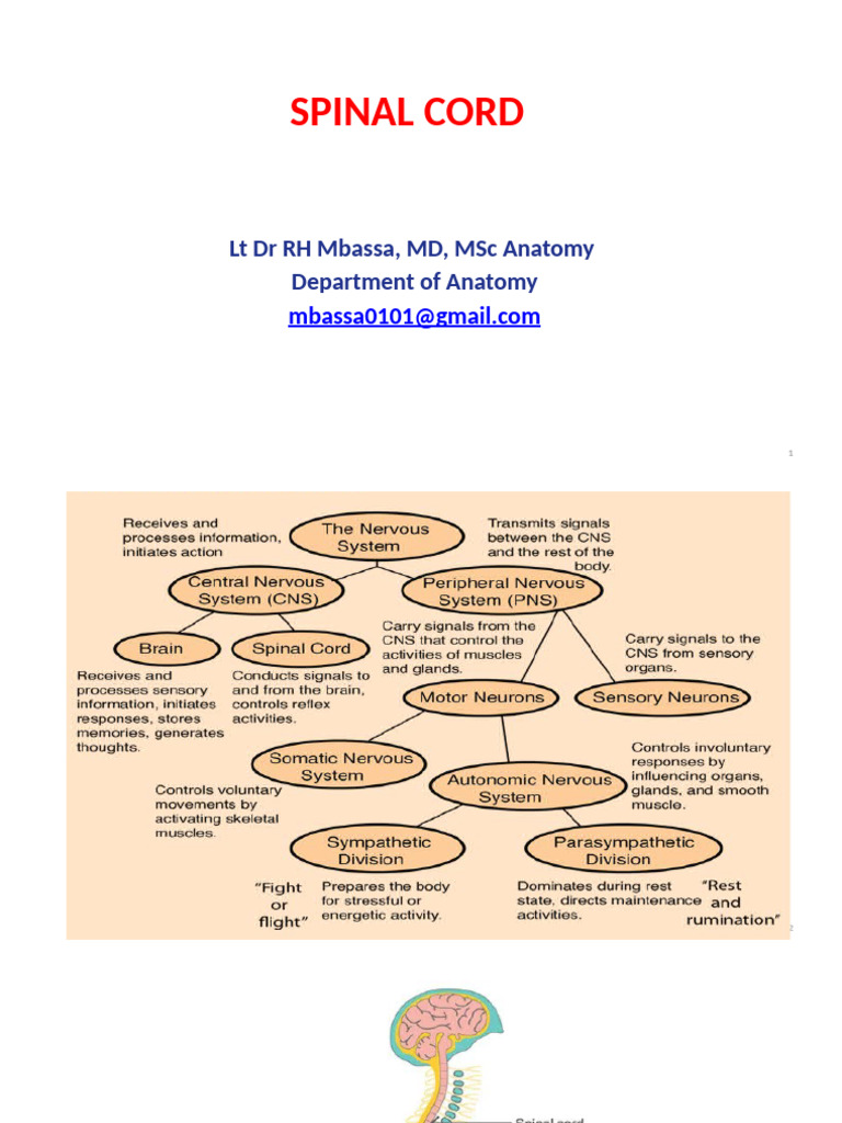 Spinal Cord | PDF