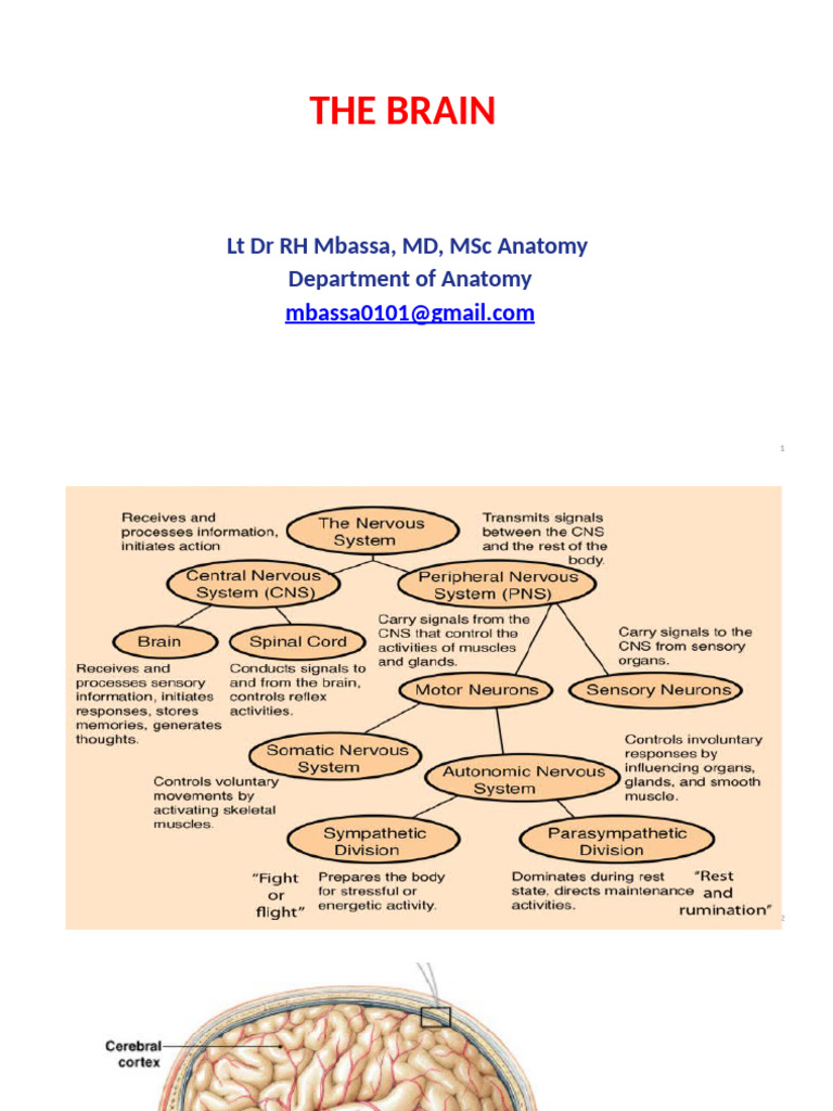 The Brain | PDF