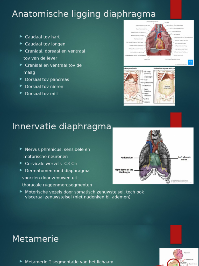 Presentatie Diaphragma | PDF