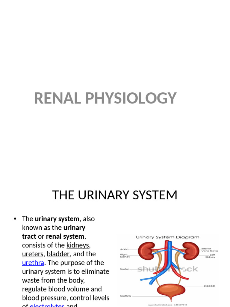 Renal Lecture Note One | PDF