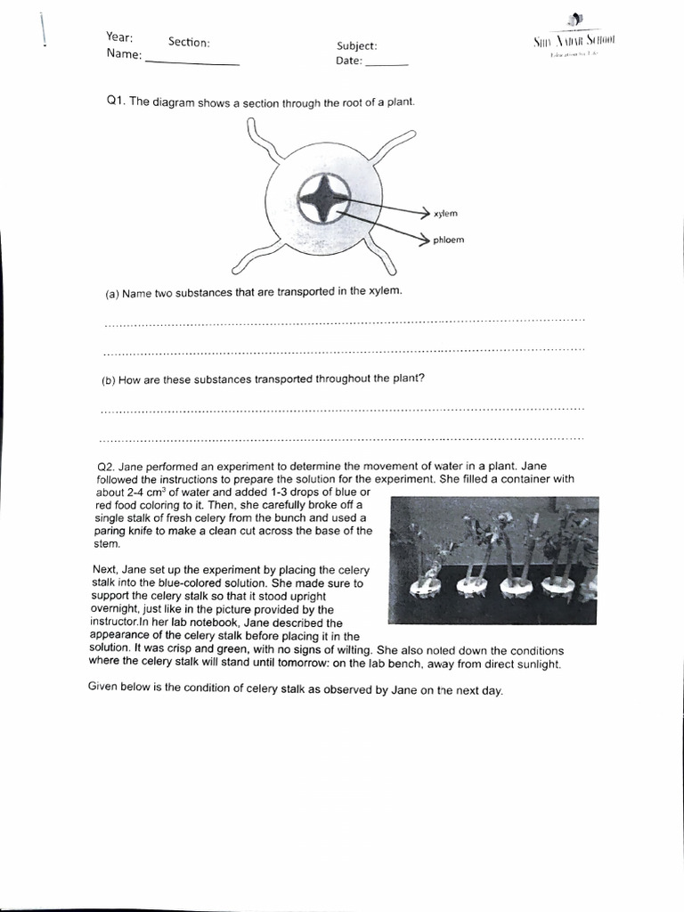 Transportation in Plants Worksheet | PDF
