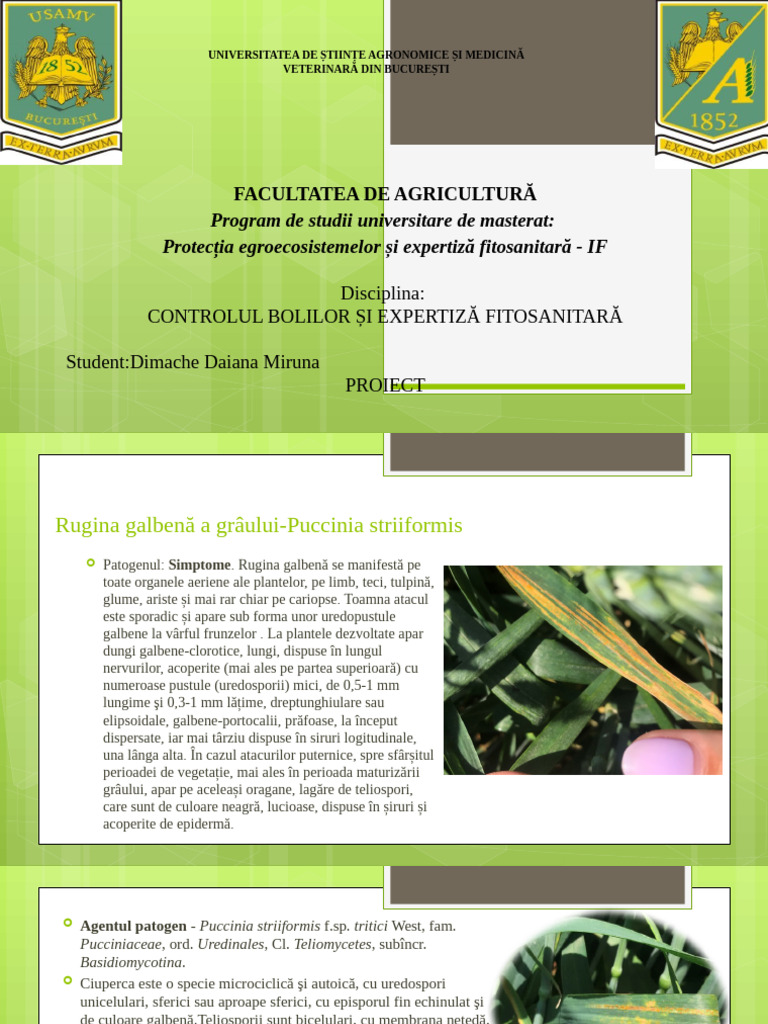 Dimache Daiana Miruna CBEF | PDF