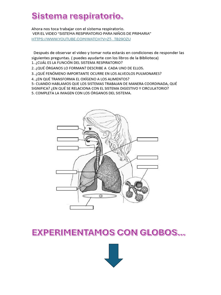 Sistema Respiratorio y Excretor Infantil | PDF | Sistema urinario | Orina