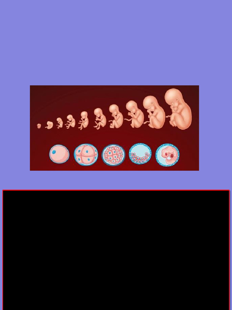 Teorico Embrio 1 | PDF