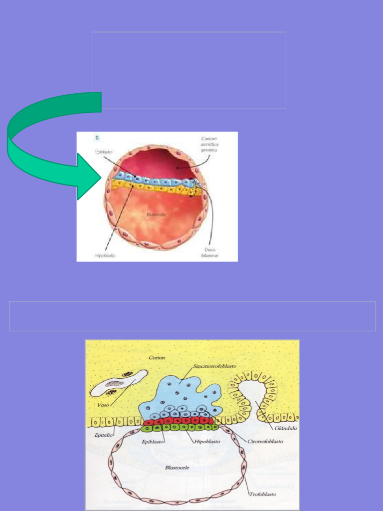 Teorico Embrio 2 | PDF