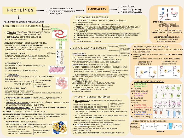Esquema Proteïnes | PDF