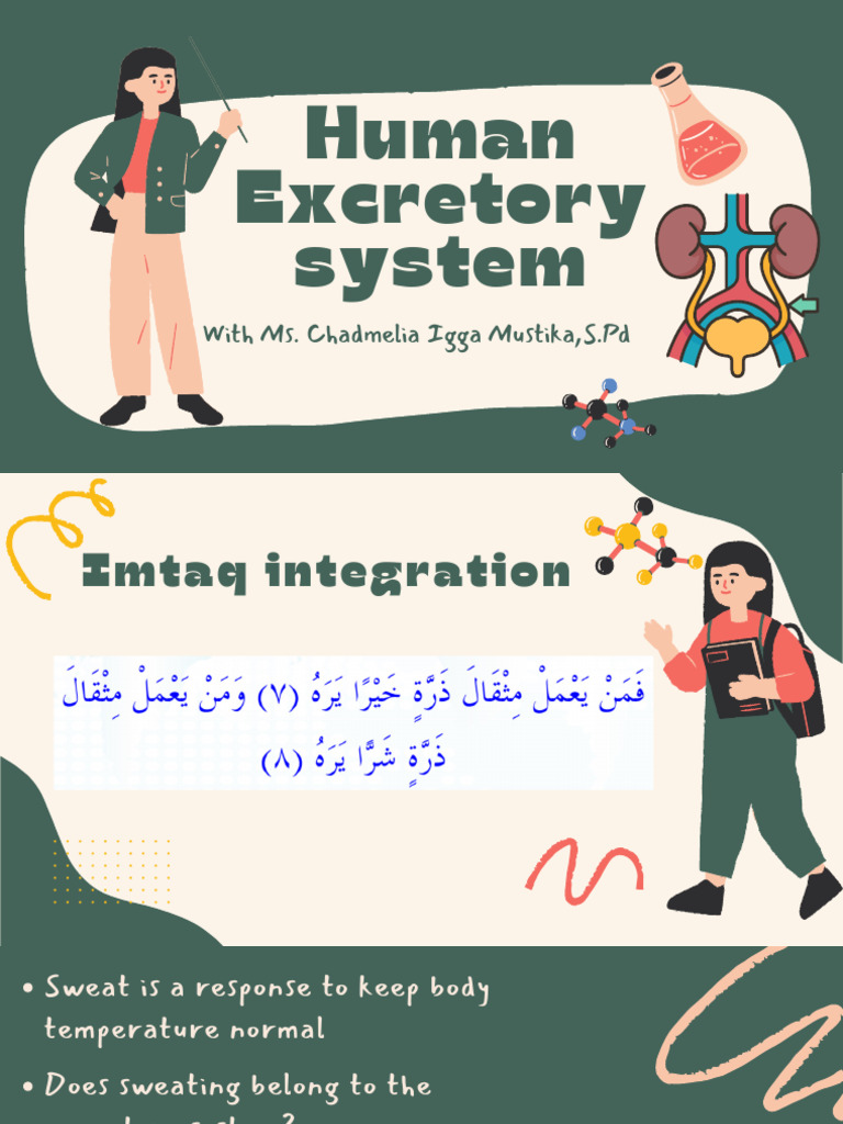 Human Excretory System Pdf Pdf
