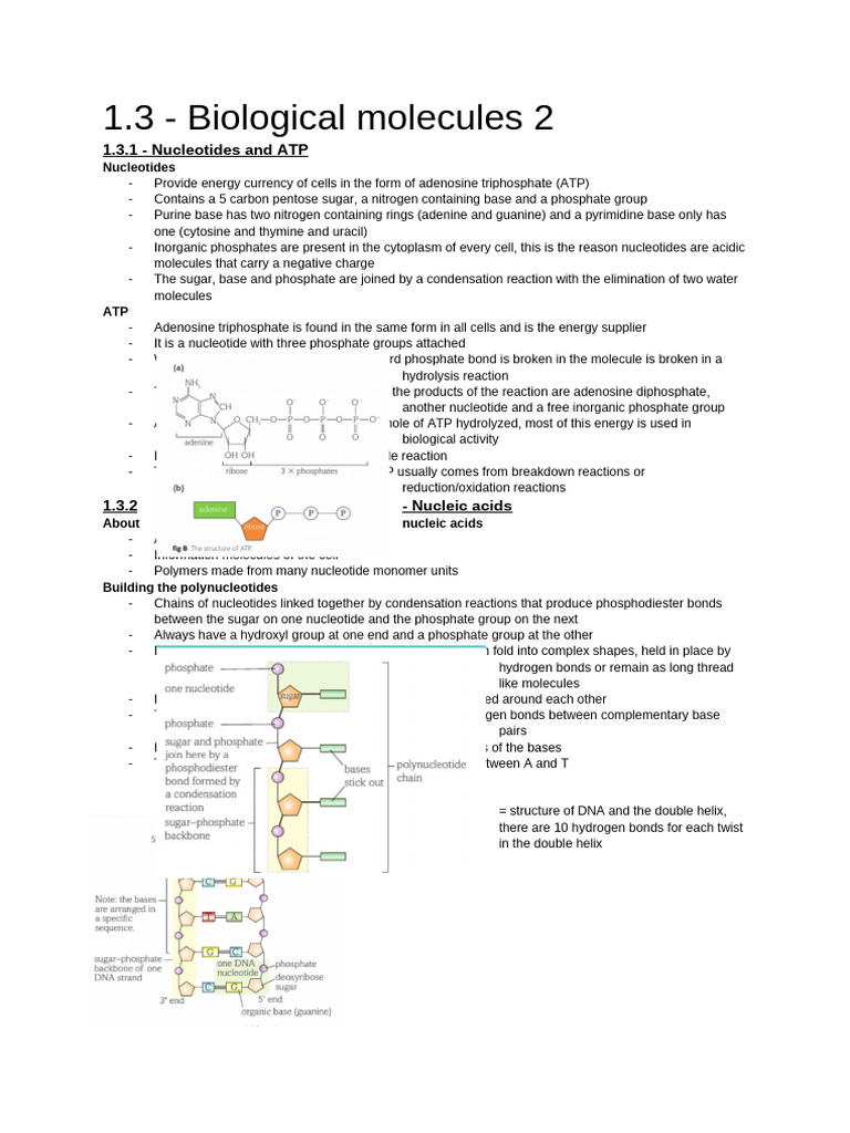 1.3 - Biological Molecules 2 | PDF | Dna | Wellness