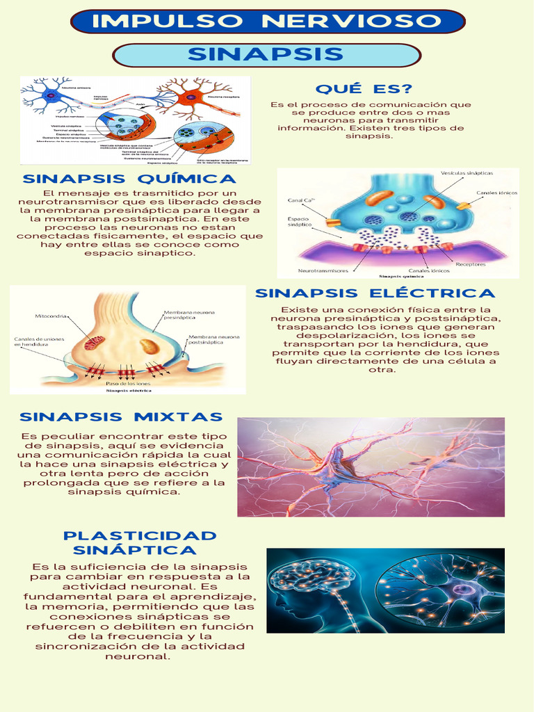 Infografia Impulso Nervioso | PDF