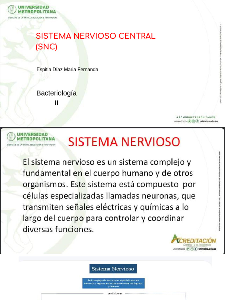 Sistema Nervioso Morfo (2) Bacte | PDF
