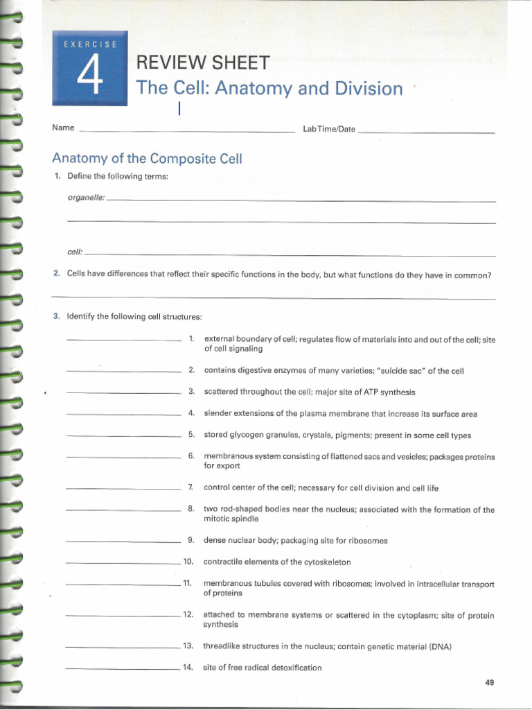 Review Sheet 4 - The Cell - Anatomy and Division | PDF