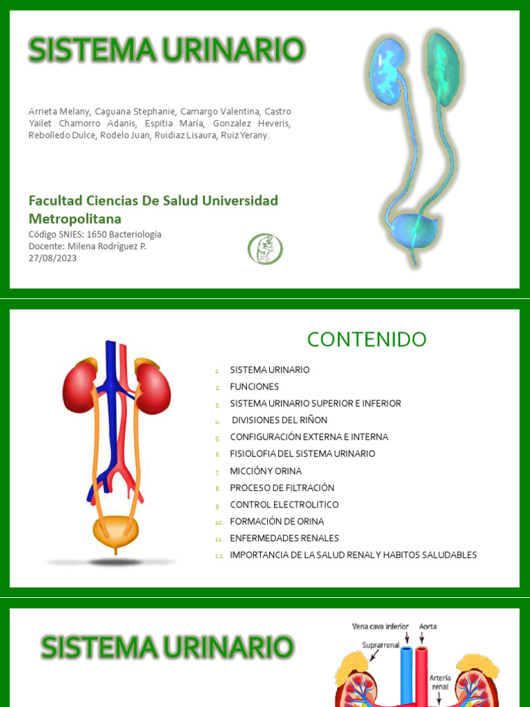 Sistema Urinario | PDF