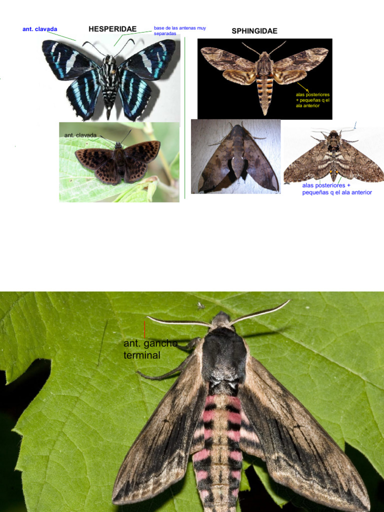 Clasificación de Familias de Insectos | PDF | Lepidópteros