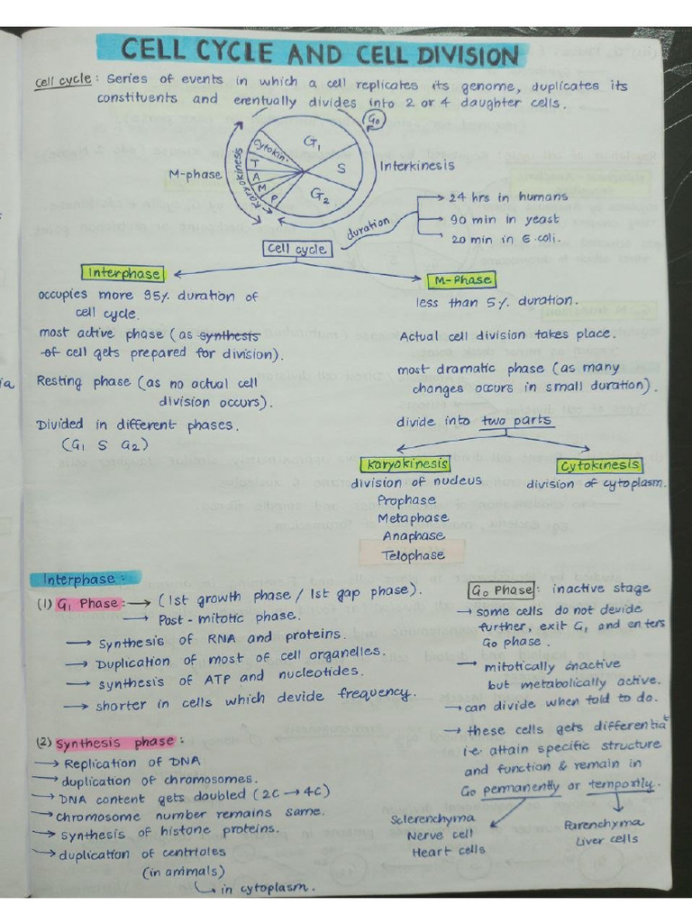 CELL DIVISION HANDWRITTEN NOTES | PDF