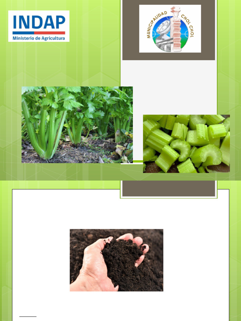 Cultivo Del Apio | PDF