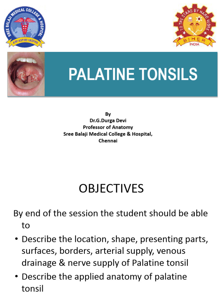 Palatine Tonsils | PDF