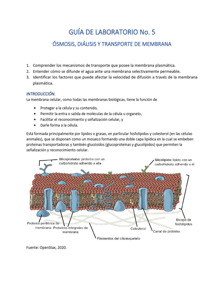 Laboratorio 5 - Bio Cel y Mol 2024 | PDF