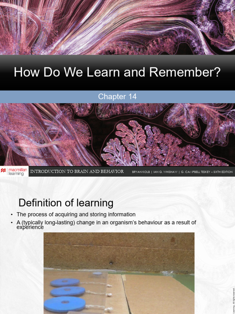 Chittka Week 1 2024 Learn Remember Kolbintro6e - Lectureslides - ch14 | PDF